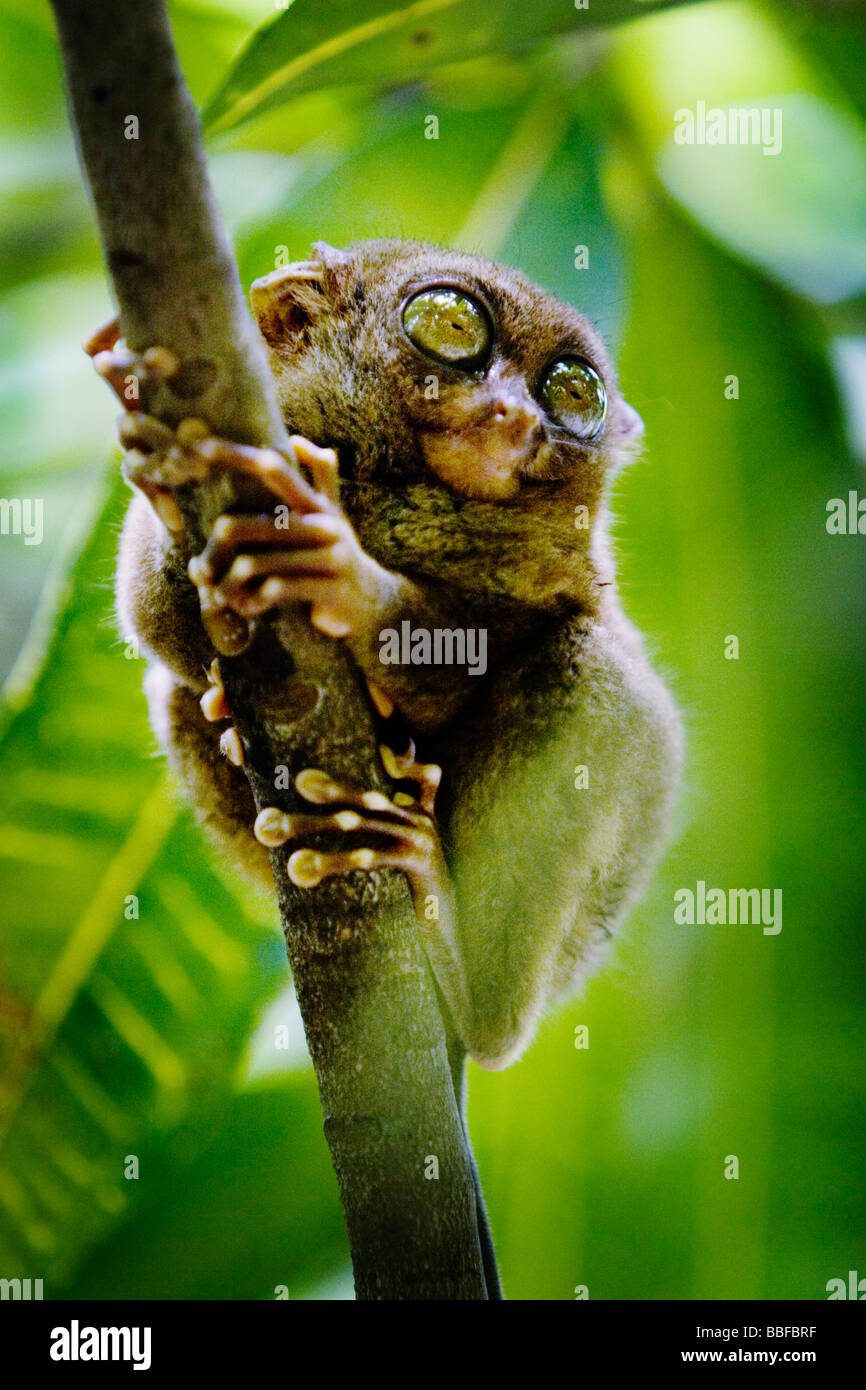 Tarsier has eyes that are larger than it's brain. Bohol island ...