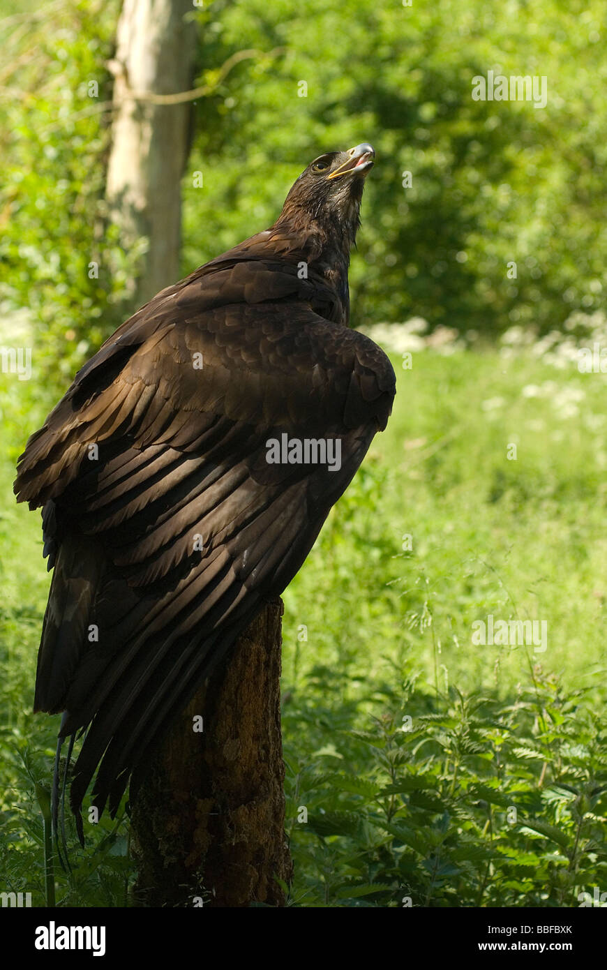 Golden eagle flying hi-res stock photography and images - Alamy