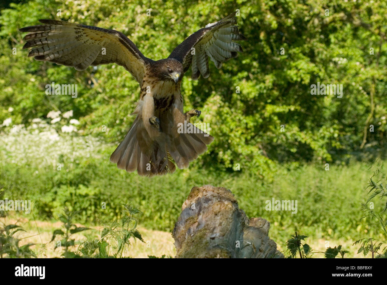 Red Tailed Hawk / Red Tailed Buzzard Stock Photo - Alamy