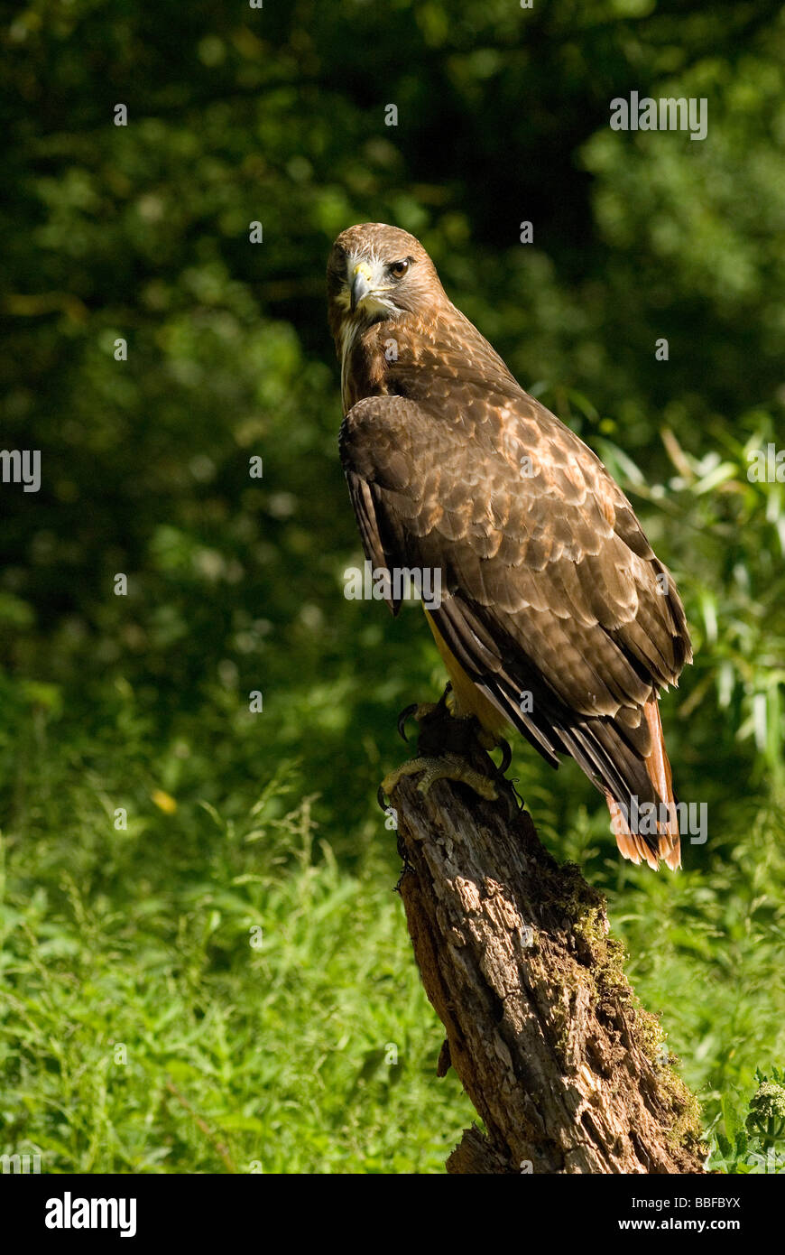 Red Tailed Hawk / Red Tailed Buzzard Stock Photo - Alamy