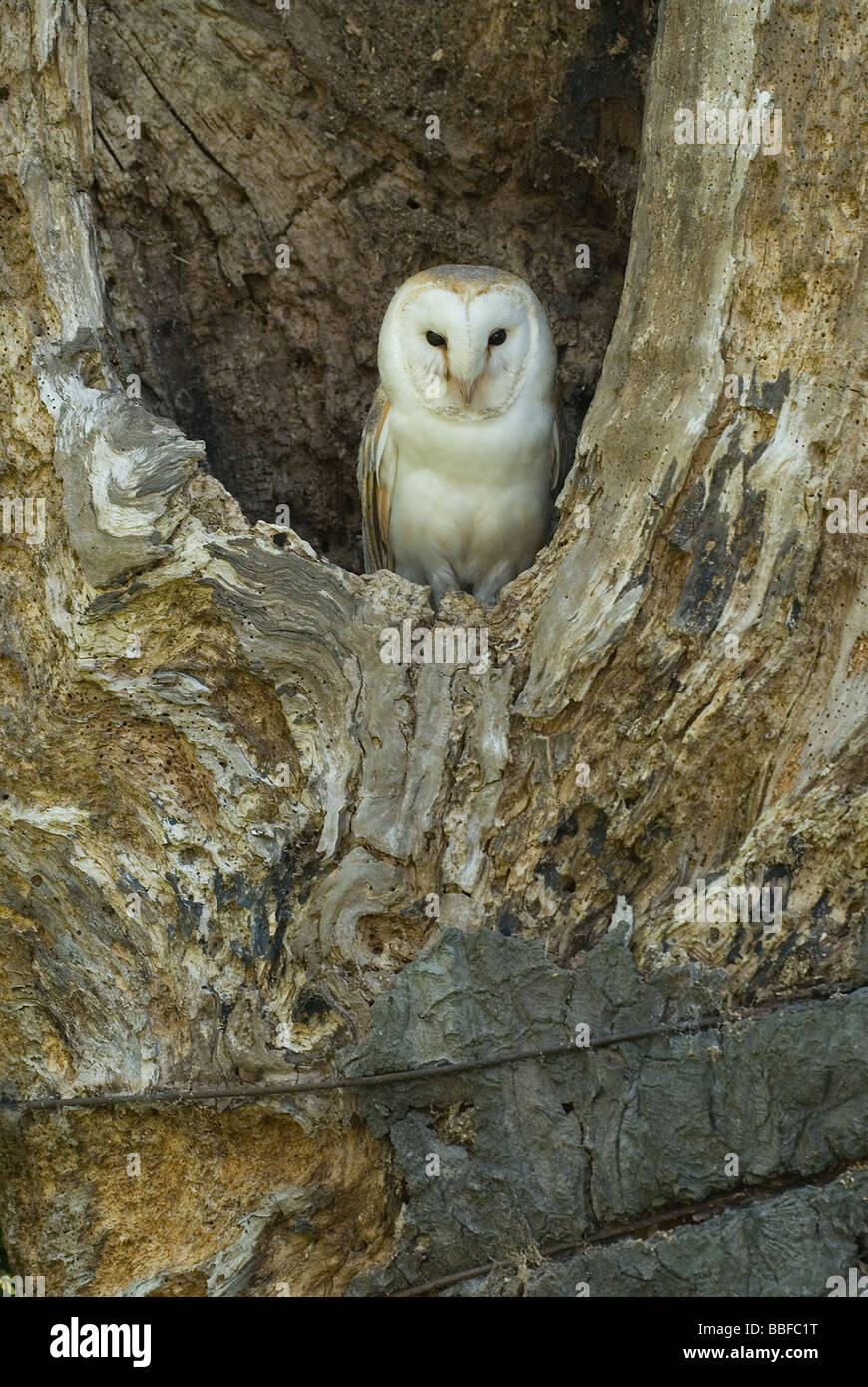 Barn owl with prey hi-res stock photography and images - Alamy