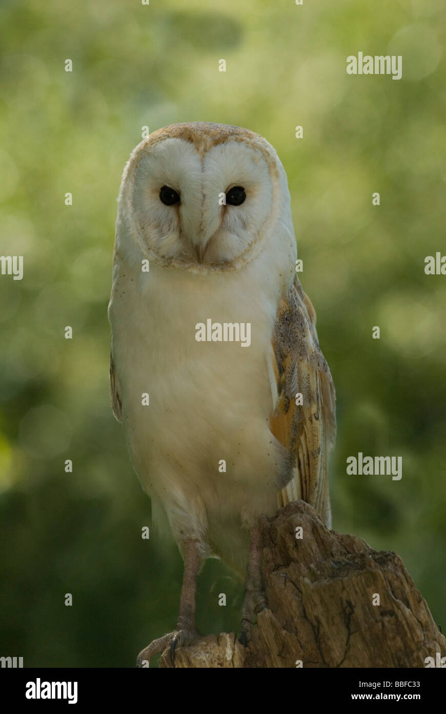 Regal owl hi-res stock photography and images - Alamy