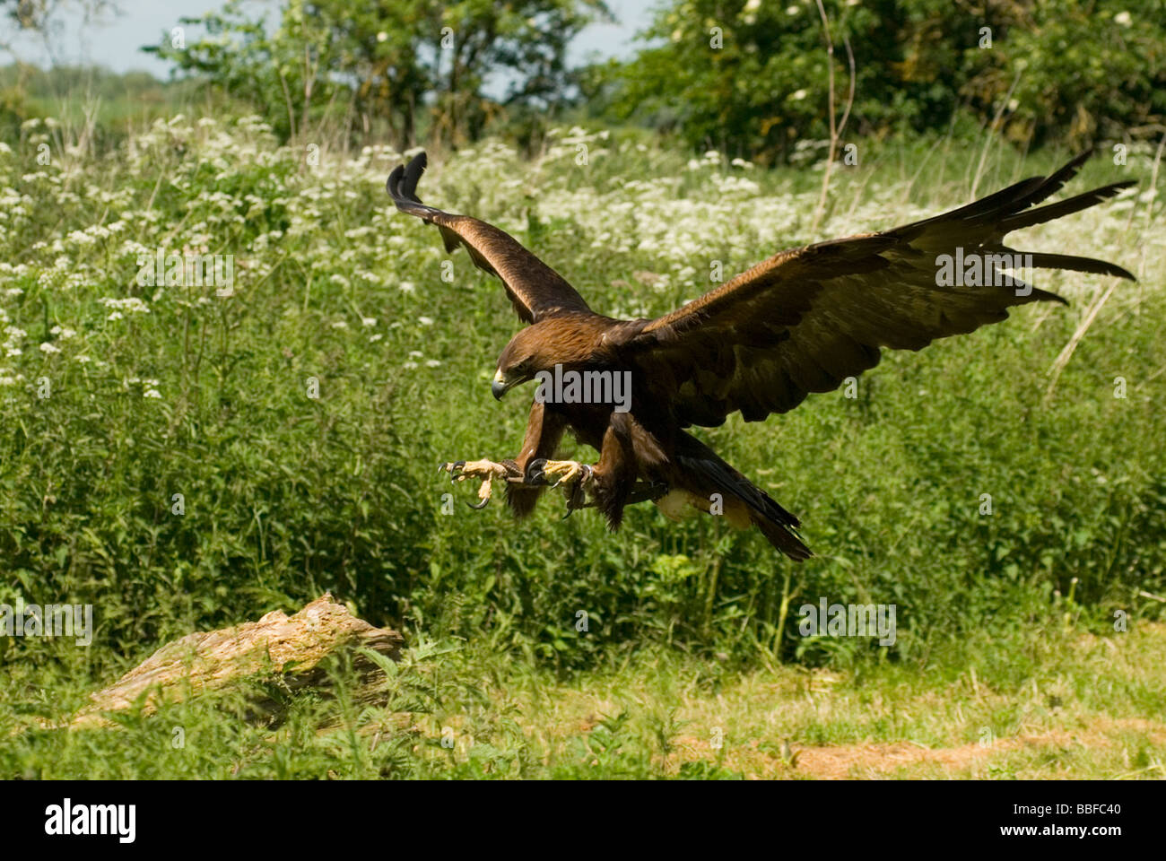 Golden eagle flying hi-res stock photography and images - Alamy