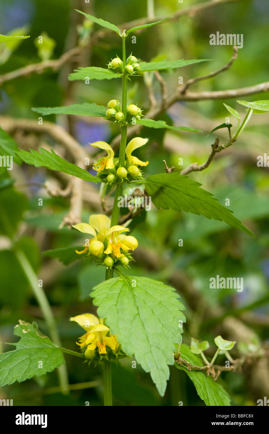 Yellow Archangel Lamiastrum galeobdolon Stock Photo - Alamy