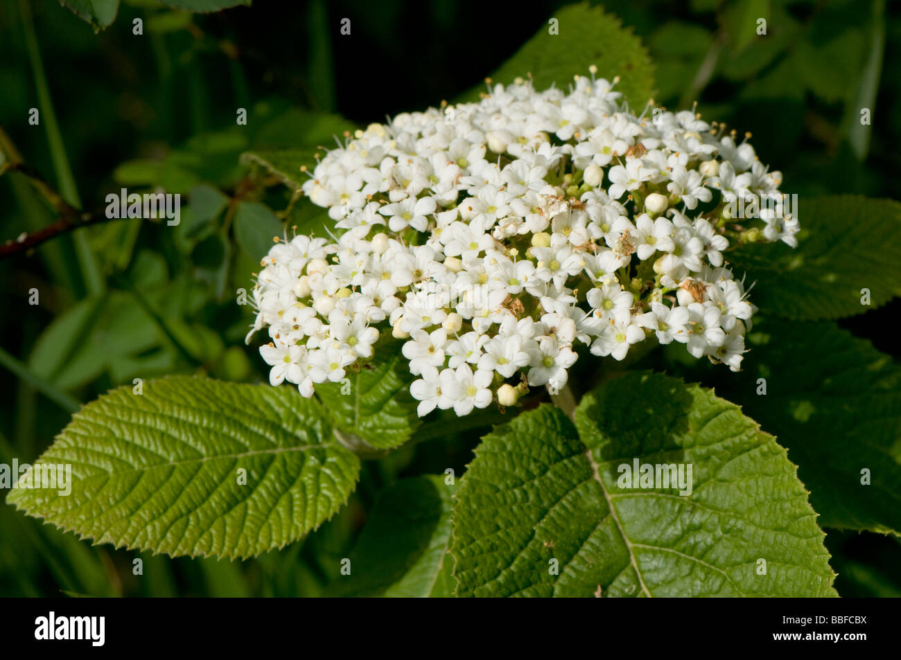 Ground elder Aegopodium podagraria Stock Photo - Alamy