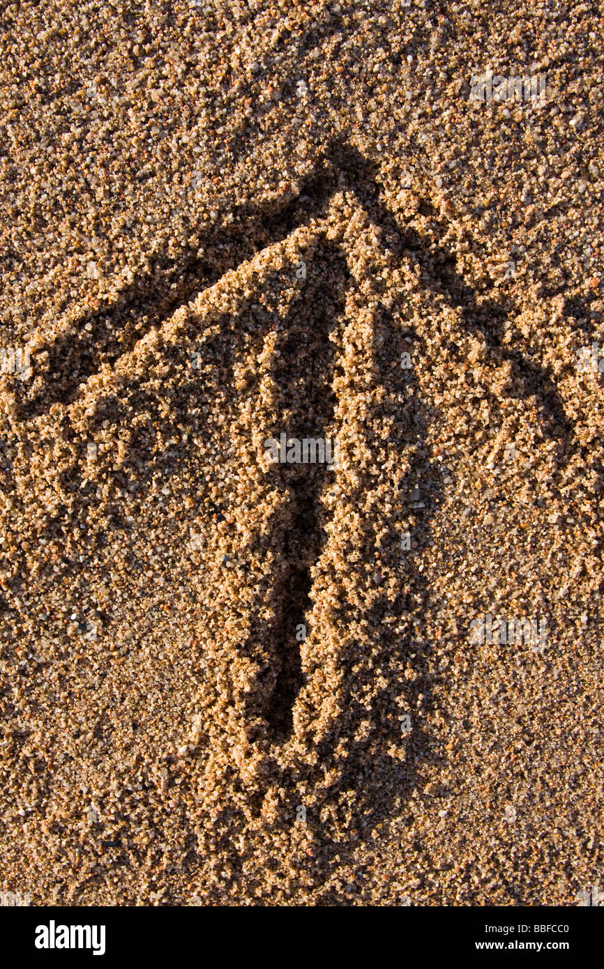 closeup of a arrow sign in sand on a beach Stock Photo - Alamy