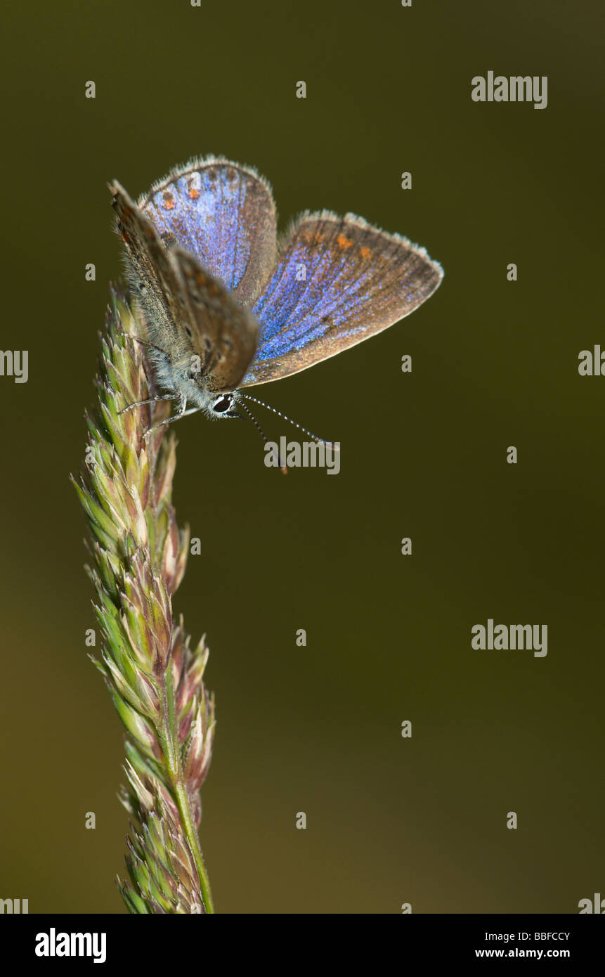Common Blue butterfly Stock Photo - Alamy