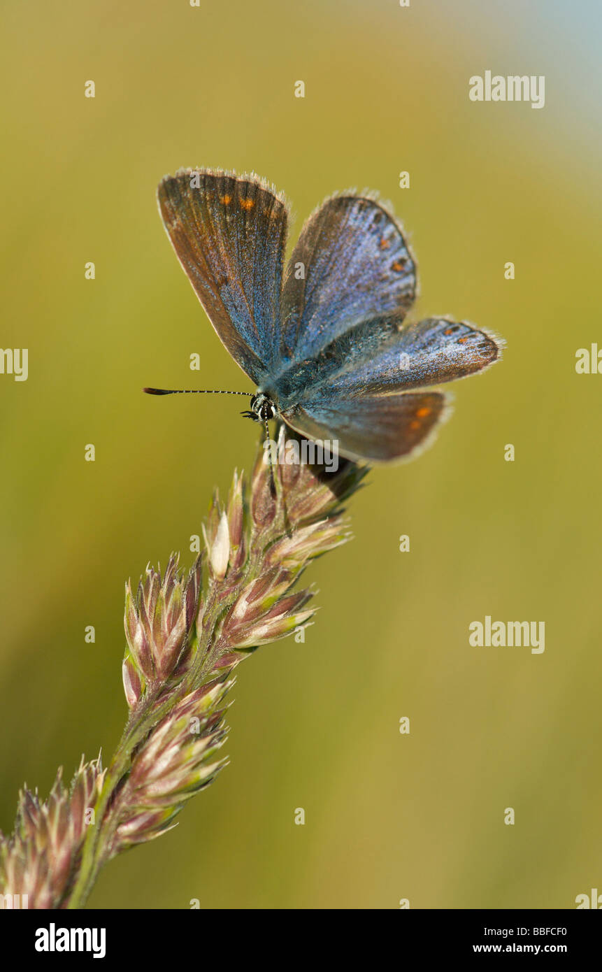 Common Blue butterfly female Stock Photo - Alamy