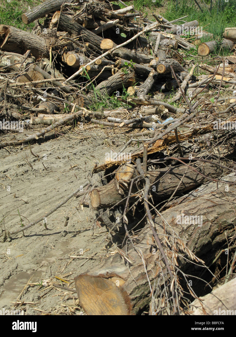 lots of cut trees in land reclamation in countryside Stock Photo - Alamy