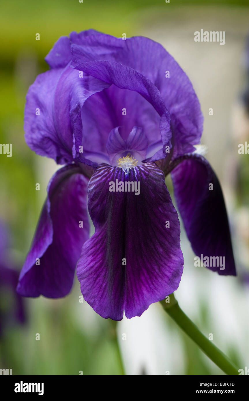 Deep purple Bearded Iris Stock Photo - Alamy