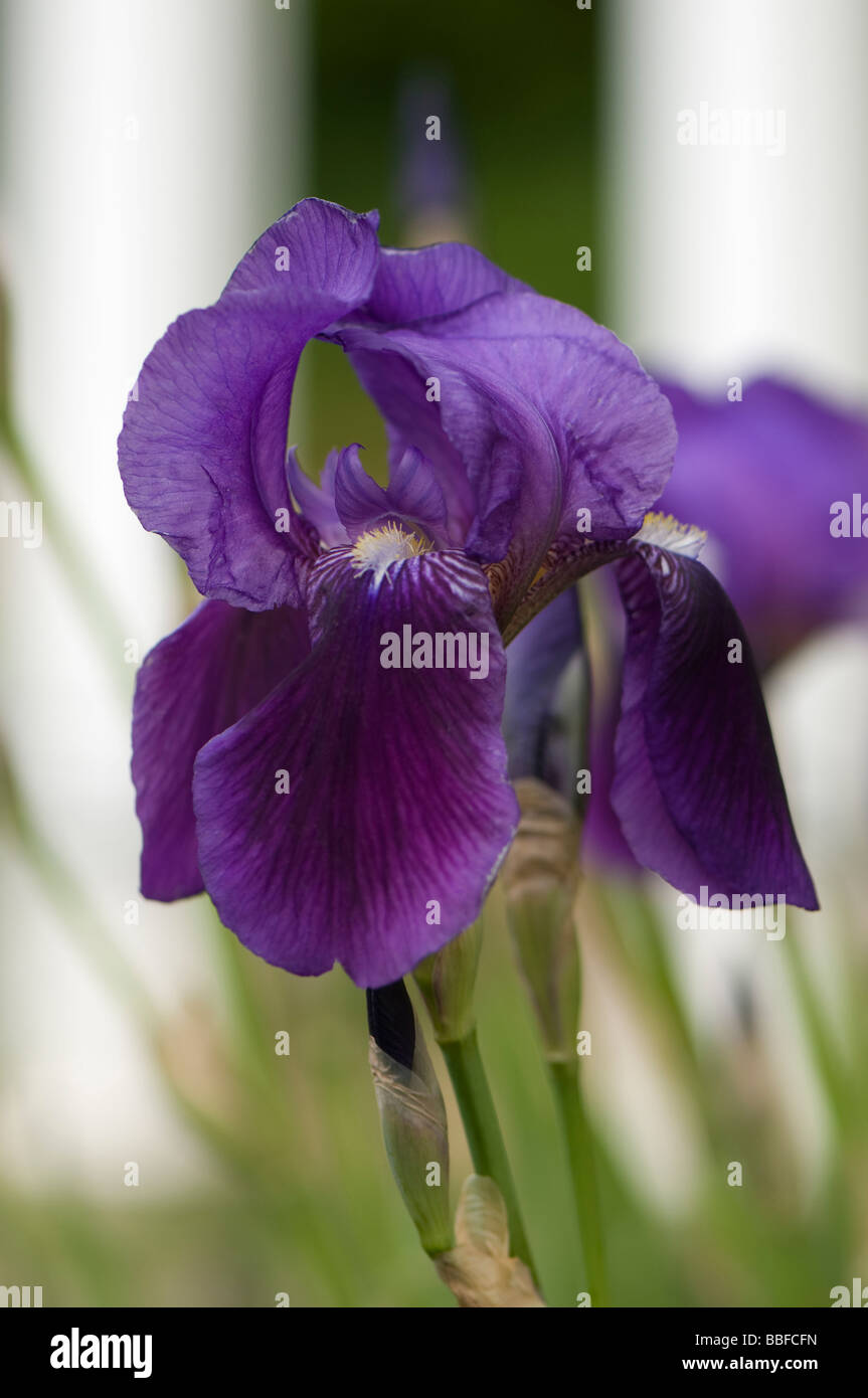 Deep purple Bearded Iris Stock Photo - Alamy