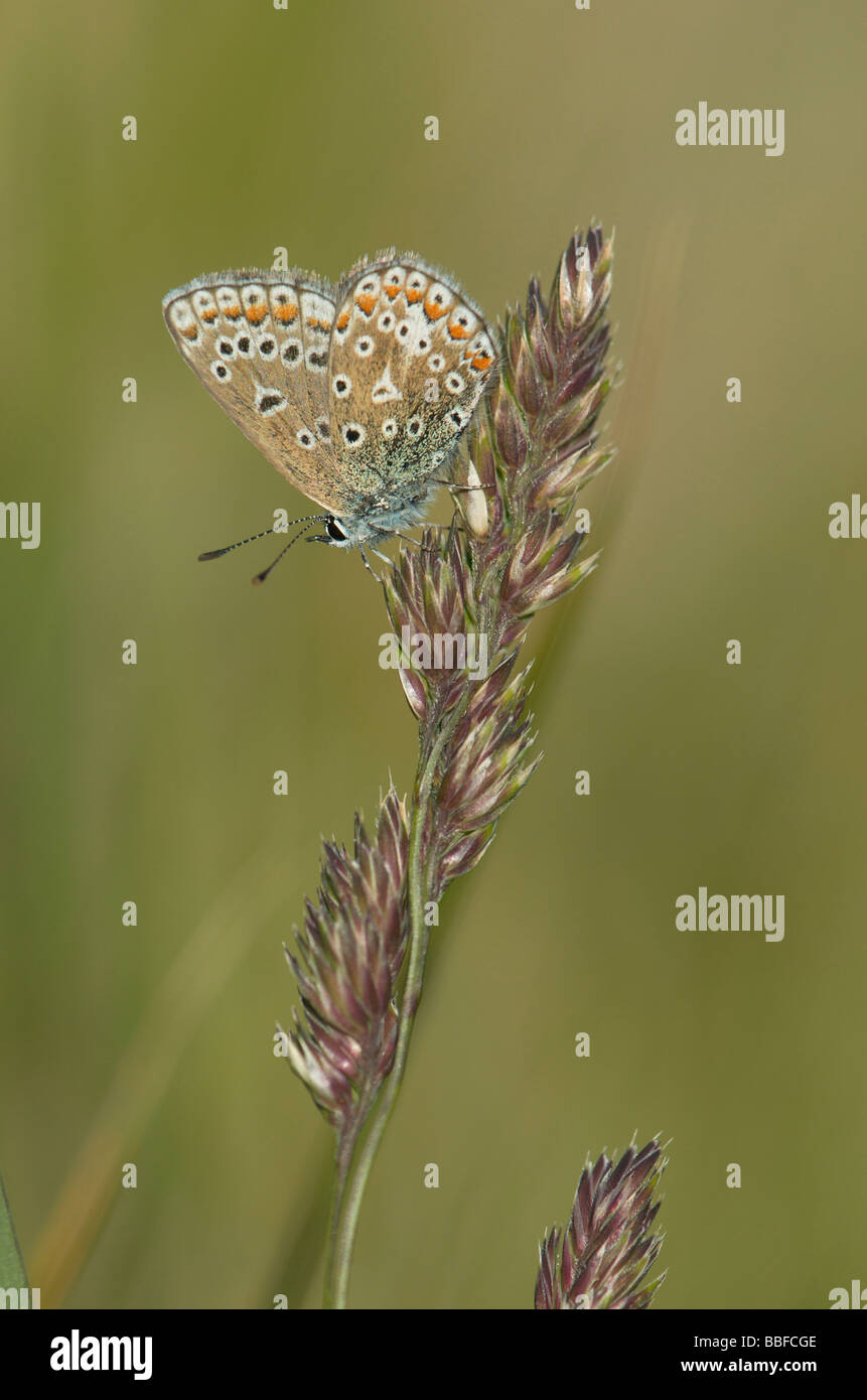 Common blue butterfly uk coast hi-res stock photography and images - Alamy