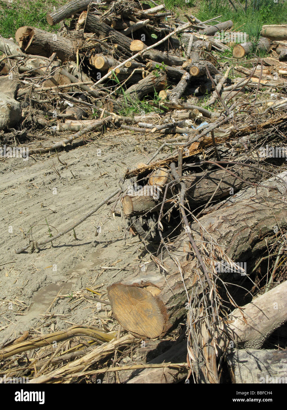 Land reclamation forest project hi-res stock photography and images - Alamy