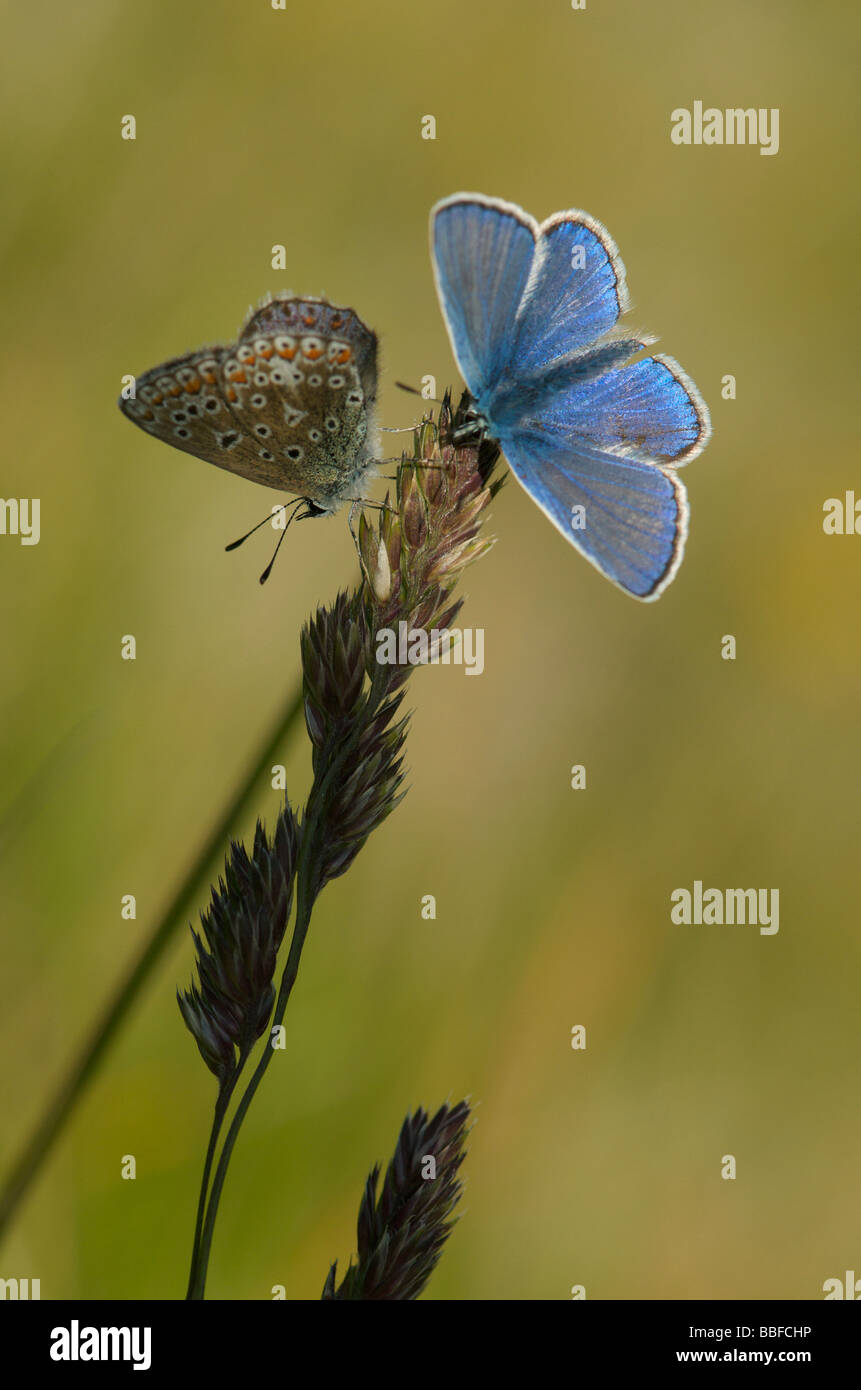 Common Blue butterfly male and female Stock Photo - Alamy