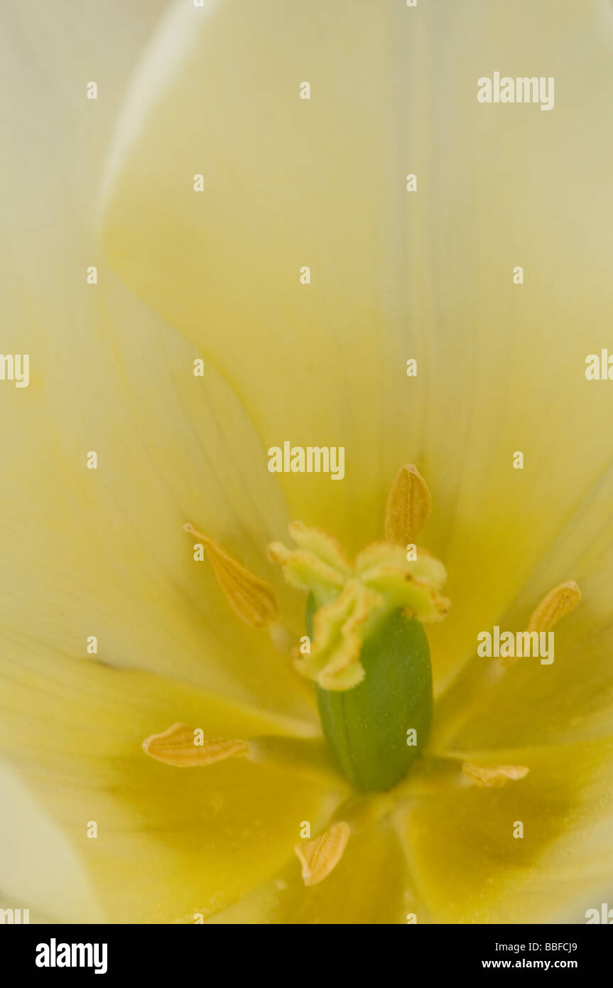 Inside tulip hi-res stock photography and images - Alamy