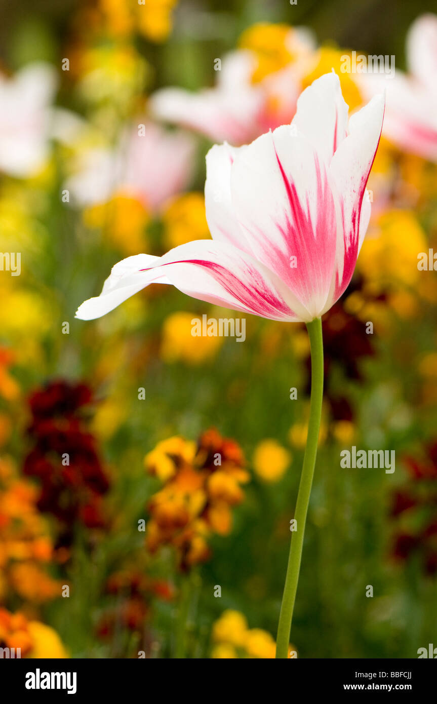 Close up of Lily Flowered Tulip Marilyn against a background of mixed ...