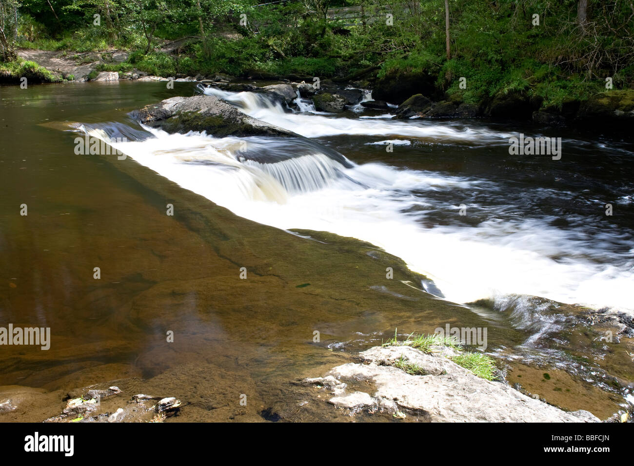 River roe hi-res stock photography and images - Alamy
