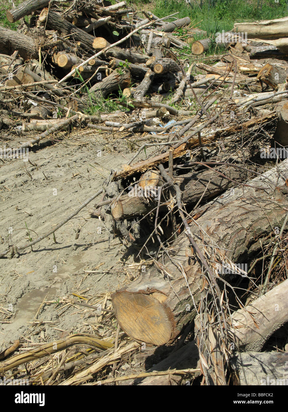 lots of cut trees in land reclamation in countryside Stock Photo - Alamy