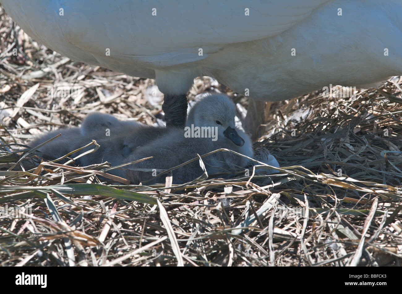 Female Mute Swan (pen) and her Cygnets on their nest Stock Photo - Alamy
