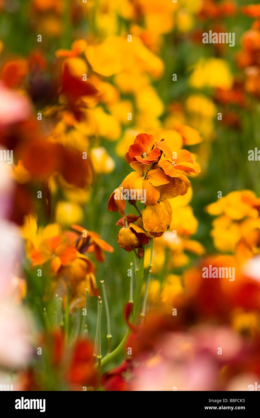Erysimum wallflowers hi-res stock photography and images - Alamy