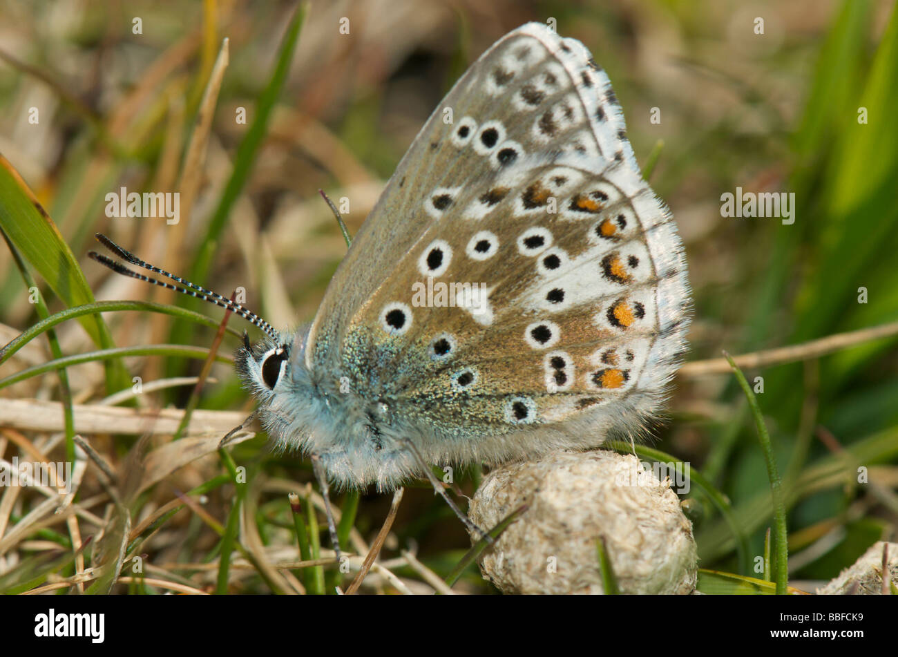 Adonis blue chalkland hi-res stock photography and images - Alamy