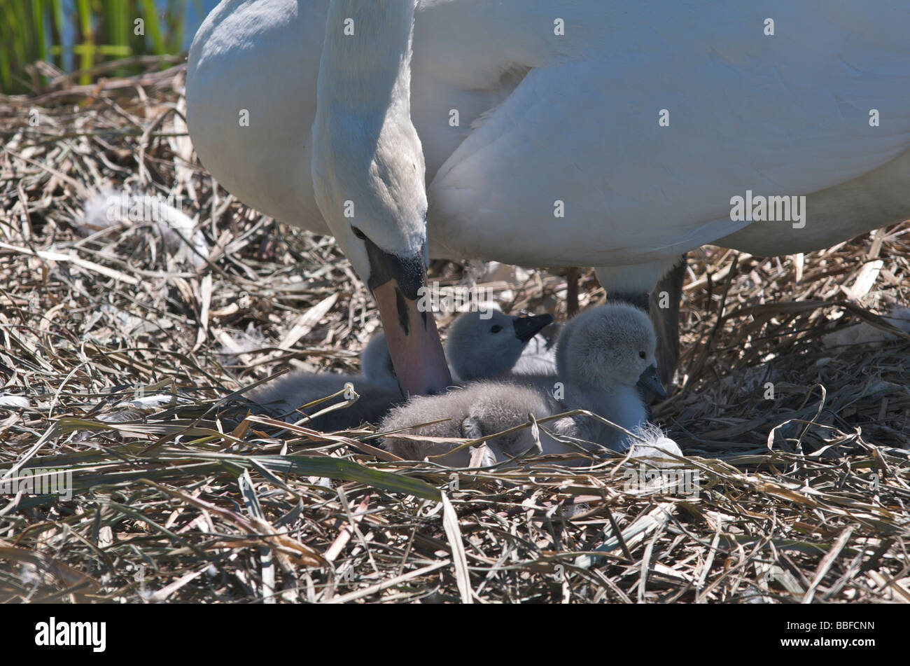 Female Mute Swan (pen) and her Cygnets on their nest Stock Photo - Alamy