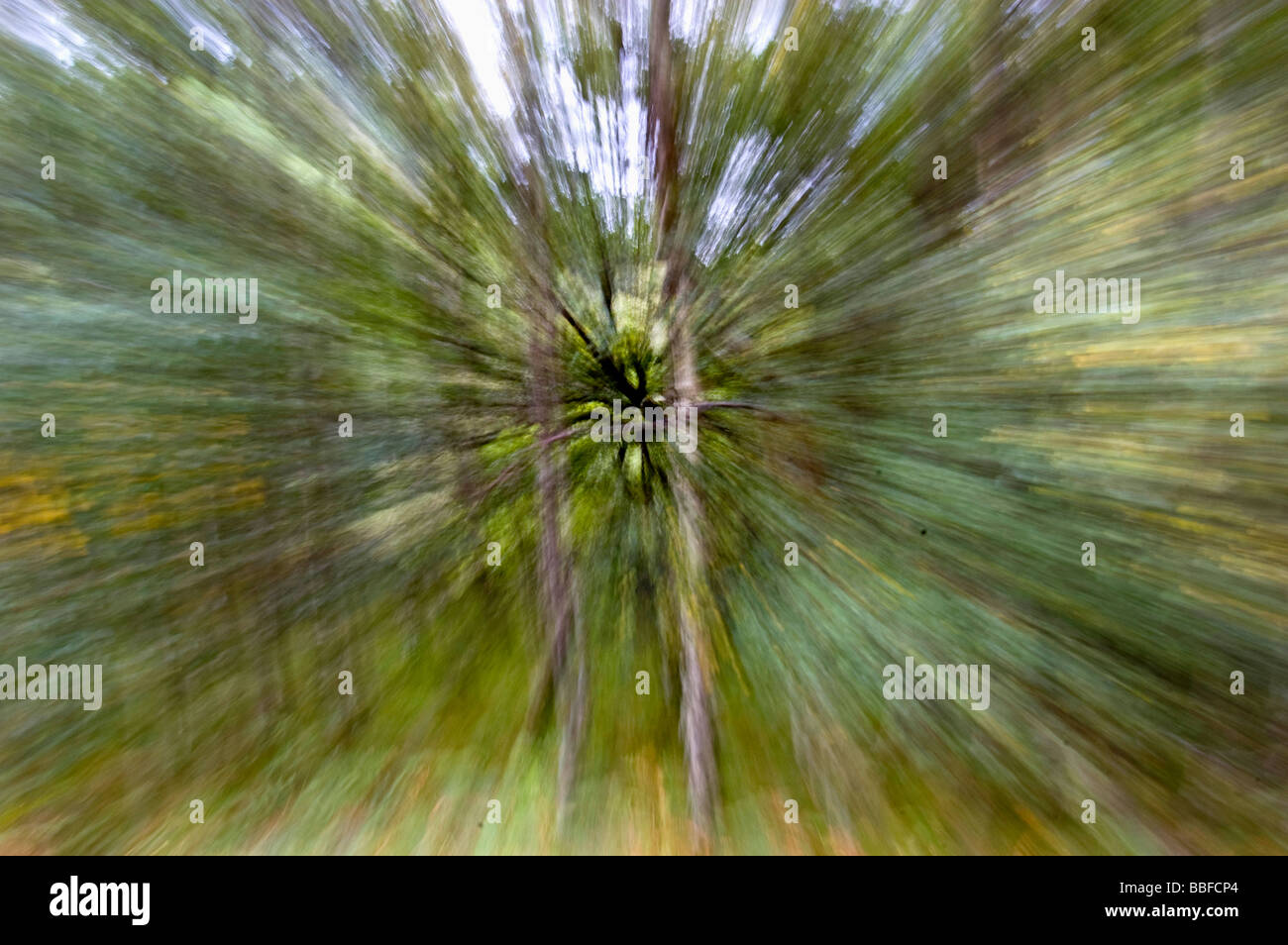 Birch tree explosion Stock Photo - Alamy