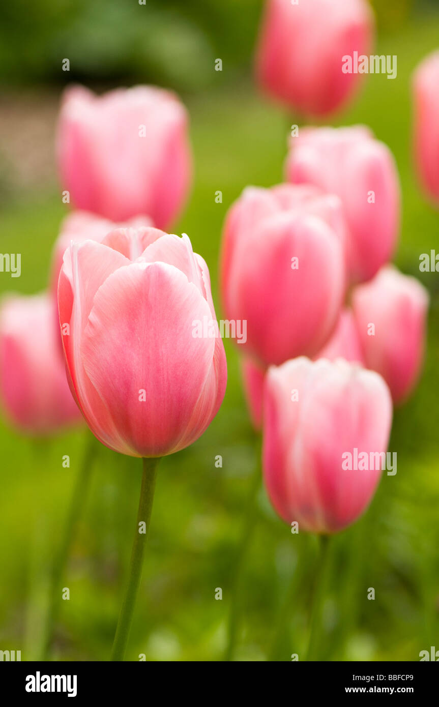 Pink Spring Tulips Stock Photo - Alamy
