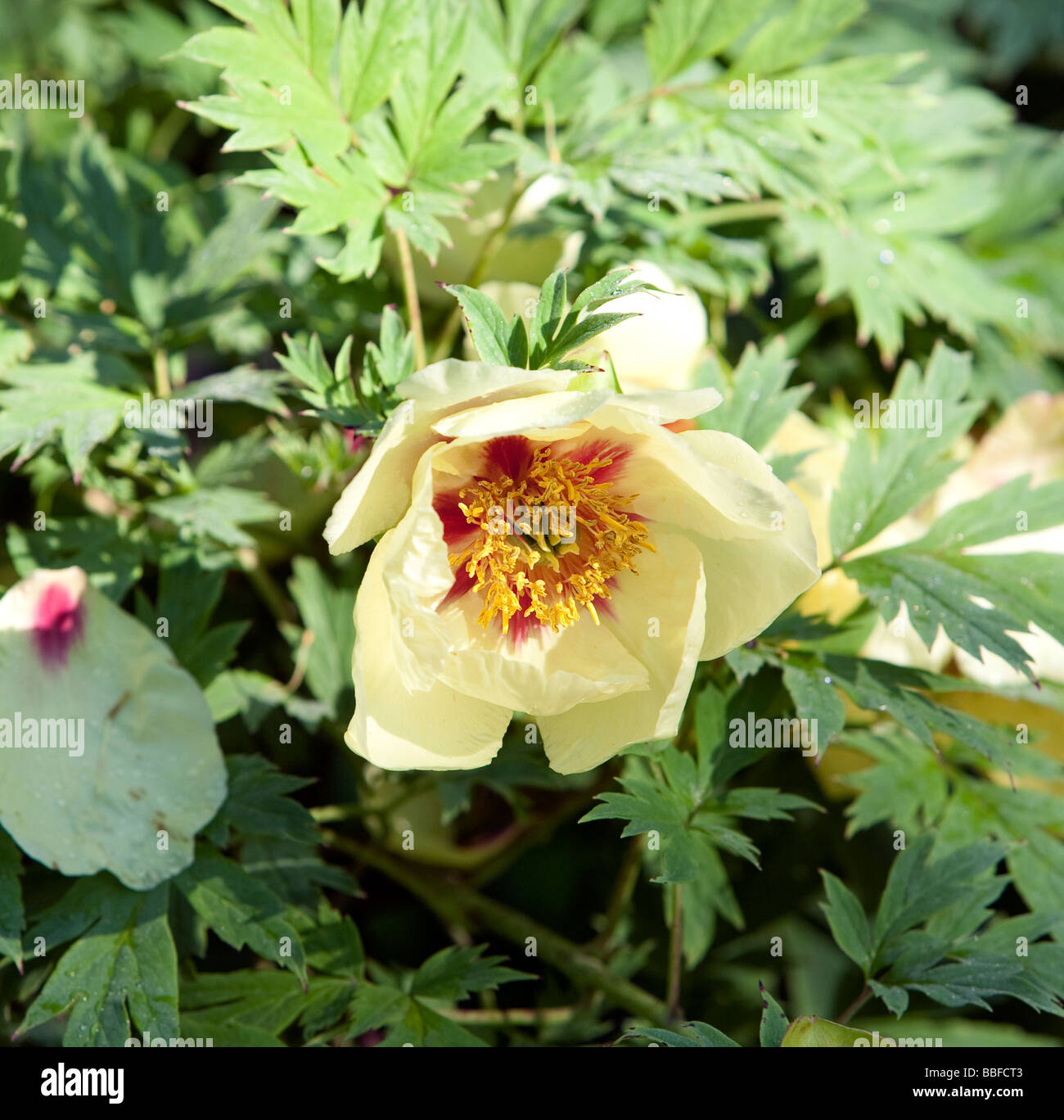 Paeonia Suifrutioosa Ahambra Tree Peony Paeoniaceae Stock Photo - Alamy