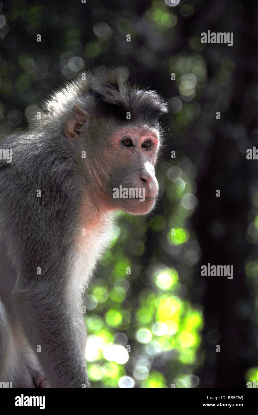 Indian Macaque Monkey (Macaca mulatta Stock Photo - Alamy
