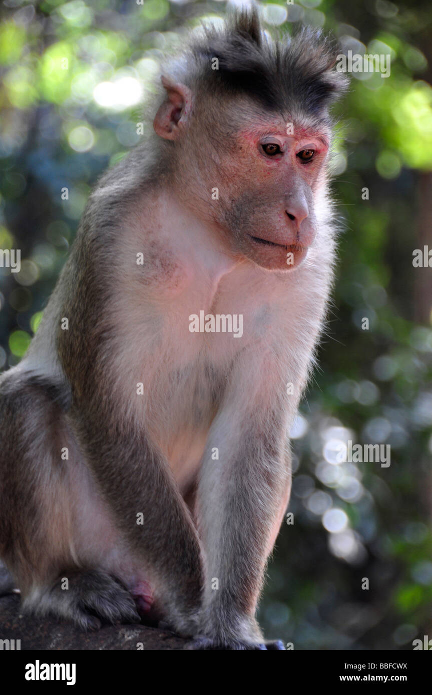 Indian Macaque
