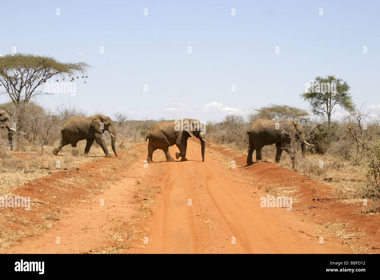 Elephant crossing a track hi-res stock photography and images - Alamy