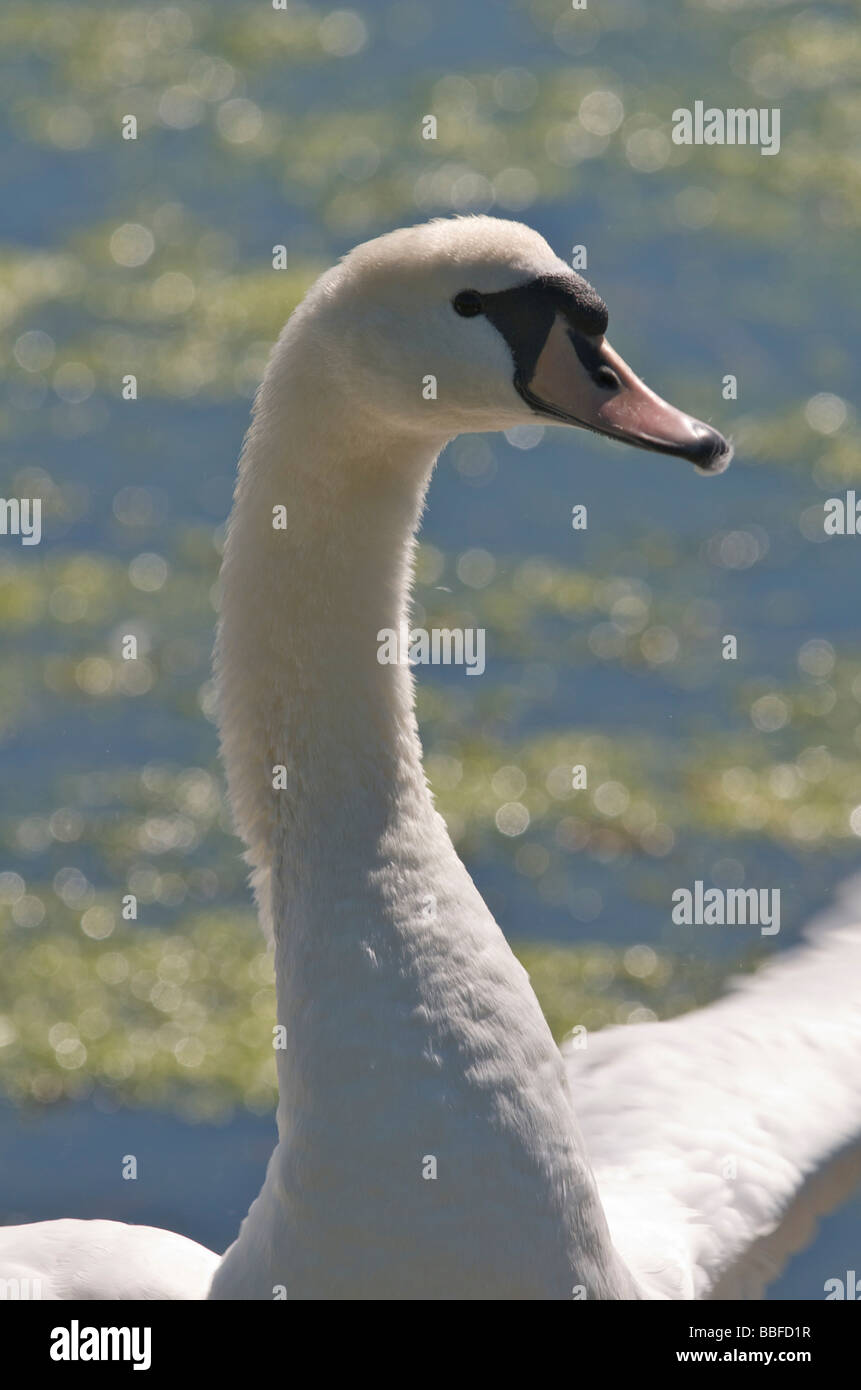 Swan pen hi-res stock photography and images - Alamy