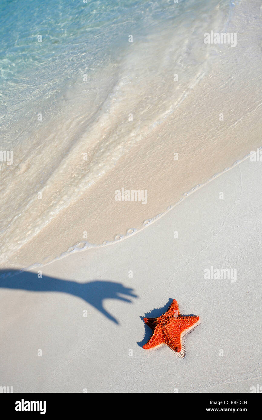 Shadow hand reaching for a starfish on a tropical beach Stock Photo - Alamy