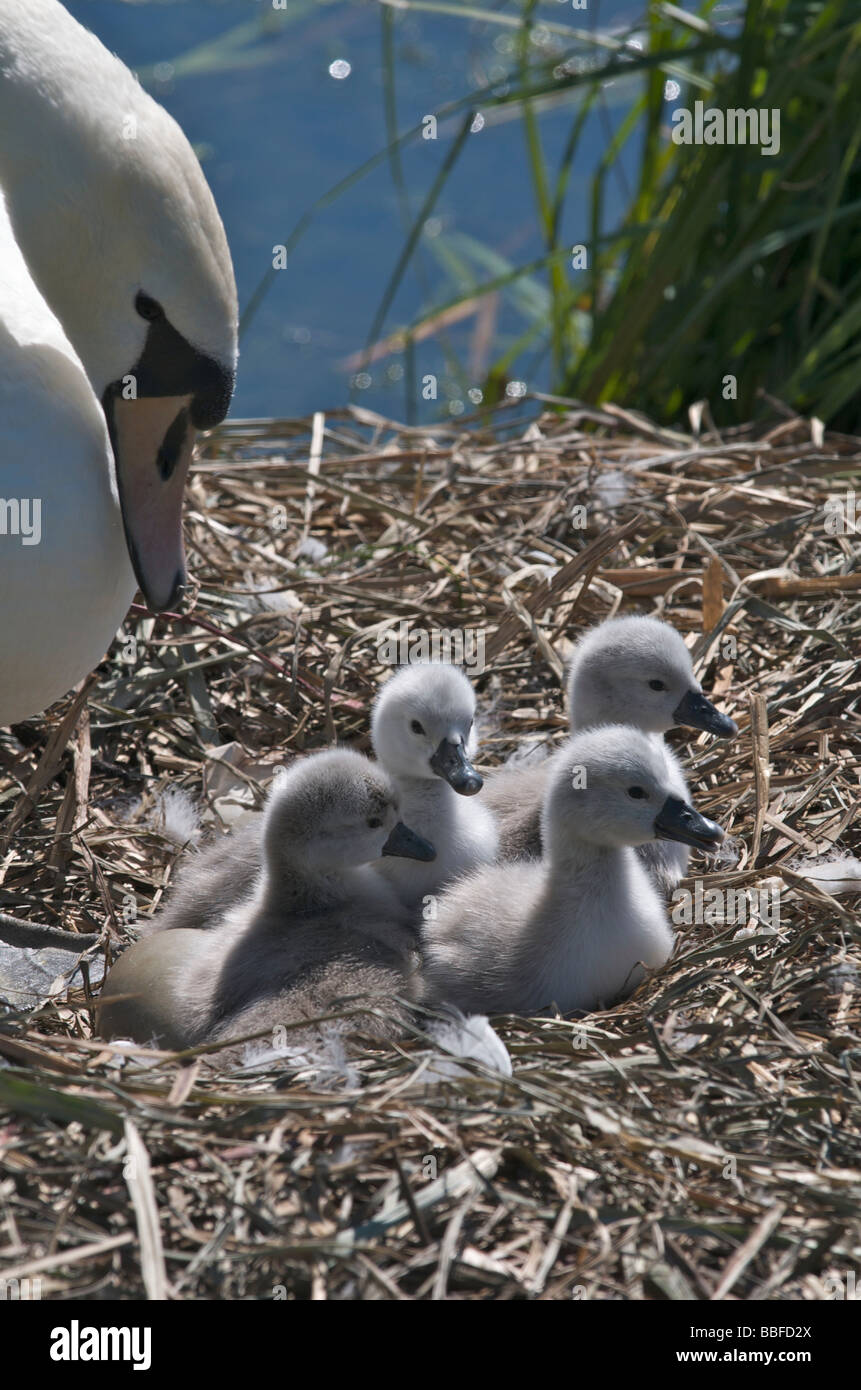 Female Mute Swan (pen) and her Cygnets on their nest Stock Photo - Alamy