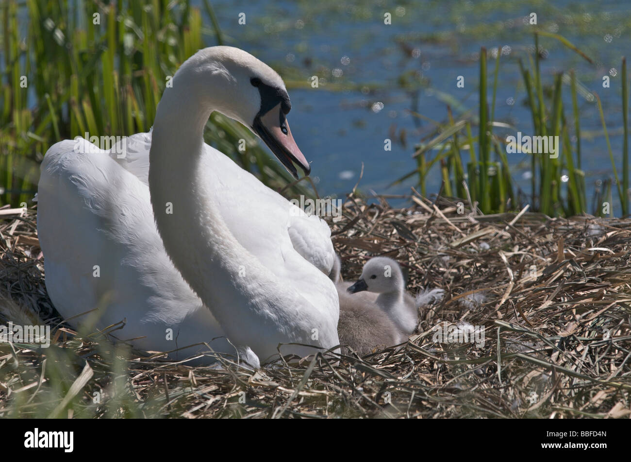 Female Mute Swan (pen) and her Cygnets on their nest Stock Photo - Alamy