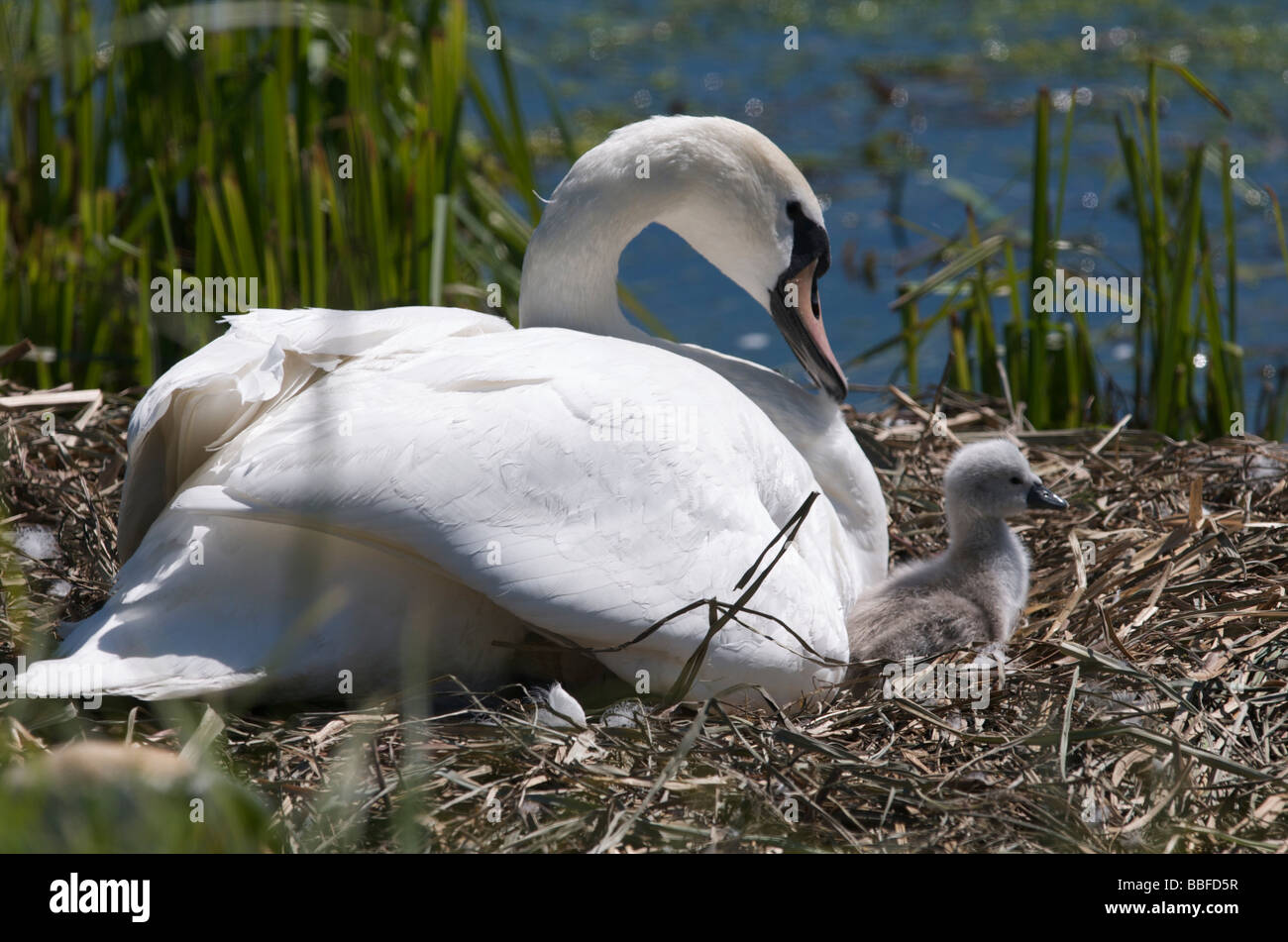 Female Mute Swan (pen) and her Cygnets on their nest Stock Photo - Alamy