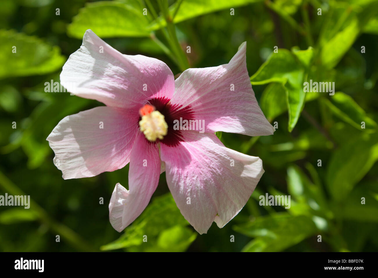 Pink hibiscus hawaii hi-res stock photography and images - Alamy