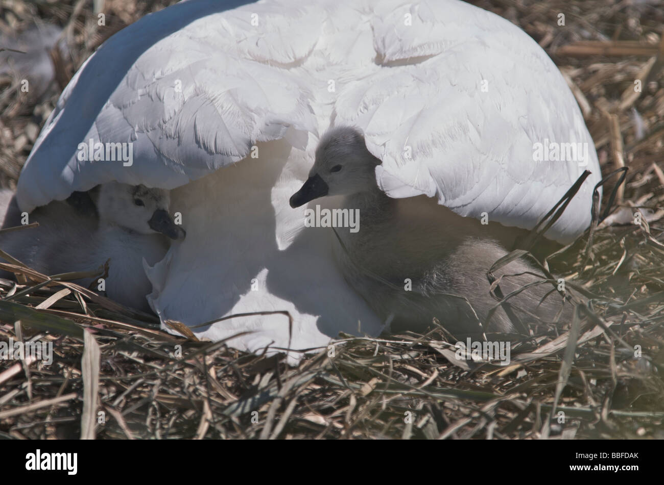 Female Mute Swan (pen) and her Cygnets on their nest Stock Photo - Alamy