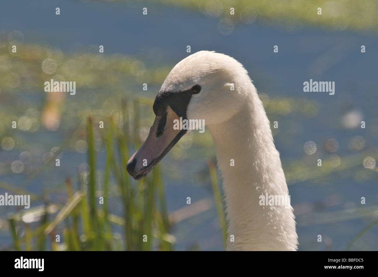 Female Mute Swan (pen Stock Photo - Alamy