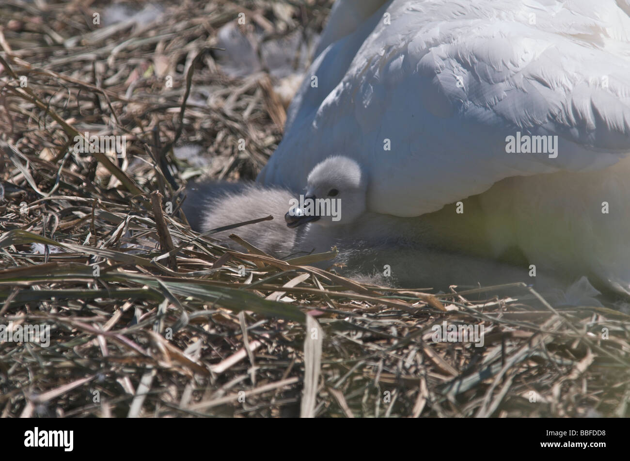 Female Mute Swan (pen) and her Cygnets on their nest Stock Photo - Alamy