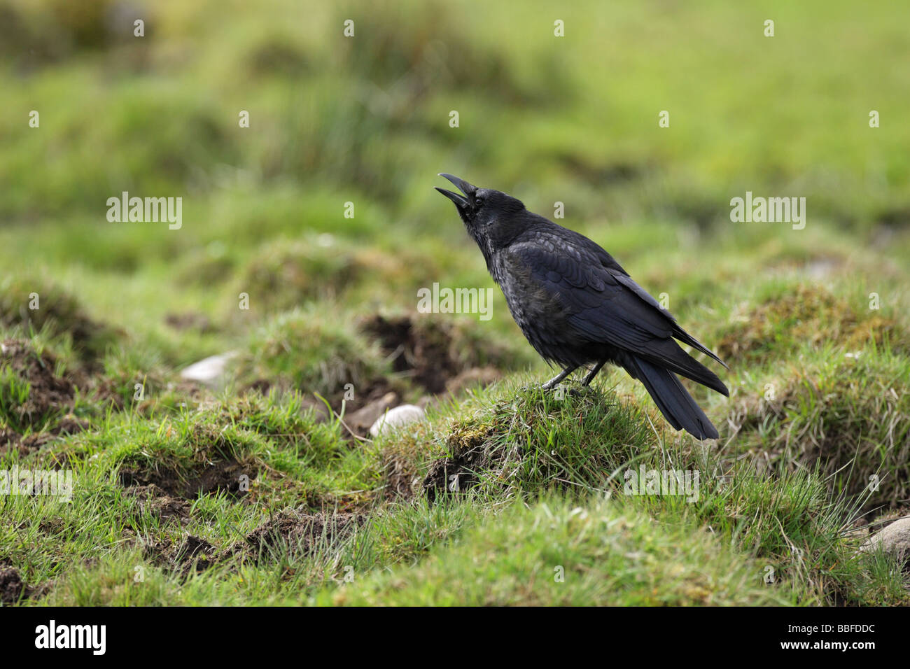 Mound stand hi-res stock photography and images - Alamy
