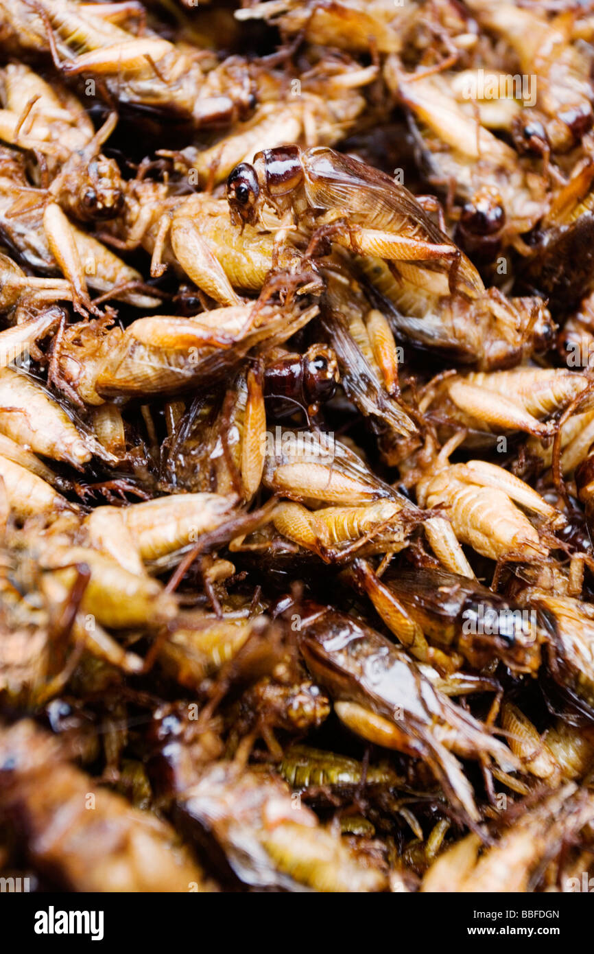 Insects for sale at market in Phnom Penh, Cambodia Stock Photo - Alamy