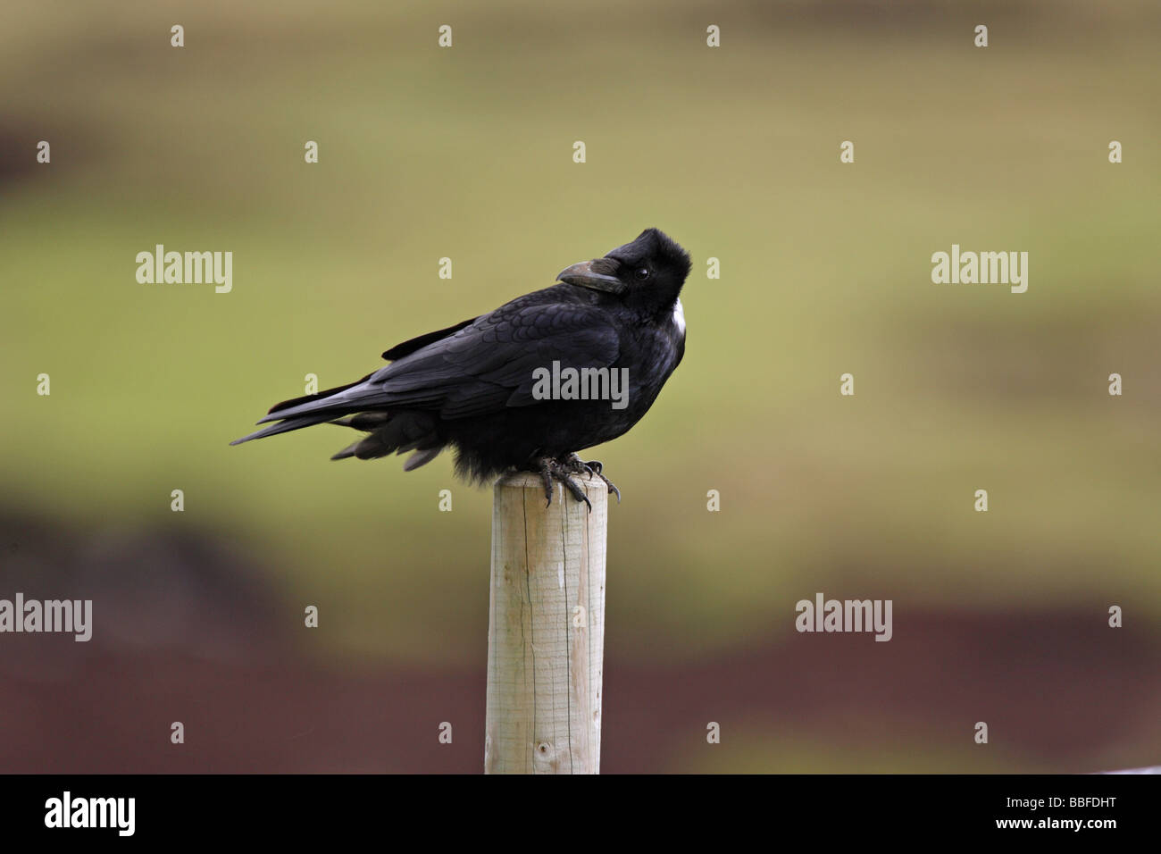 Preening crow hi-res stock photography and images - Alamy