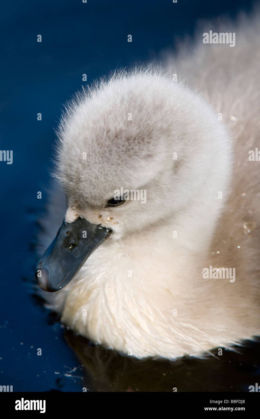 Fledgling swan hi-res stock photography and images - Alamy