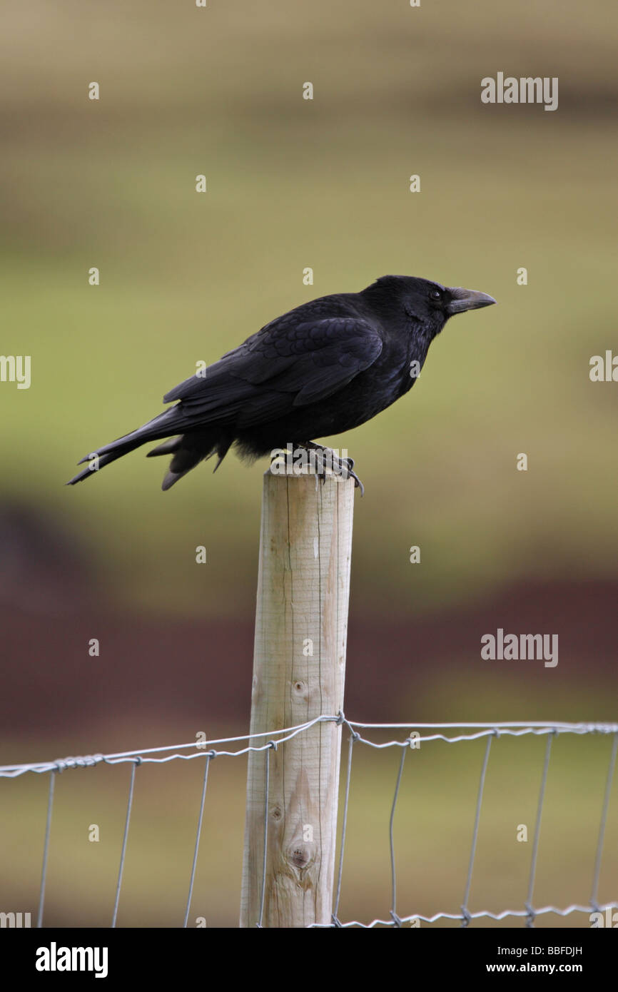 Crow rest hi-res stock photography and images - Alamy