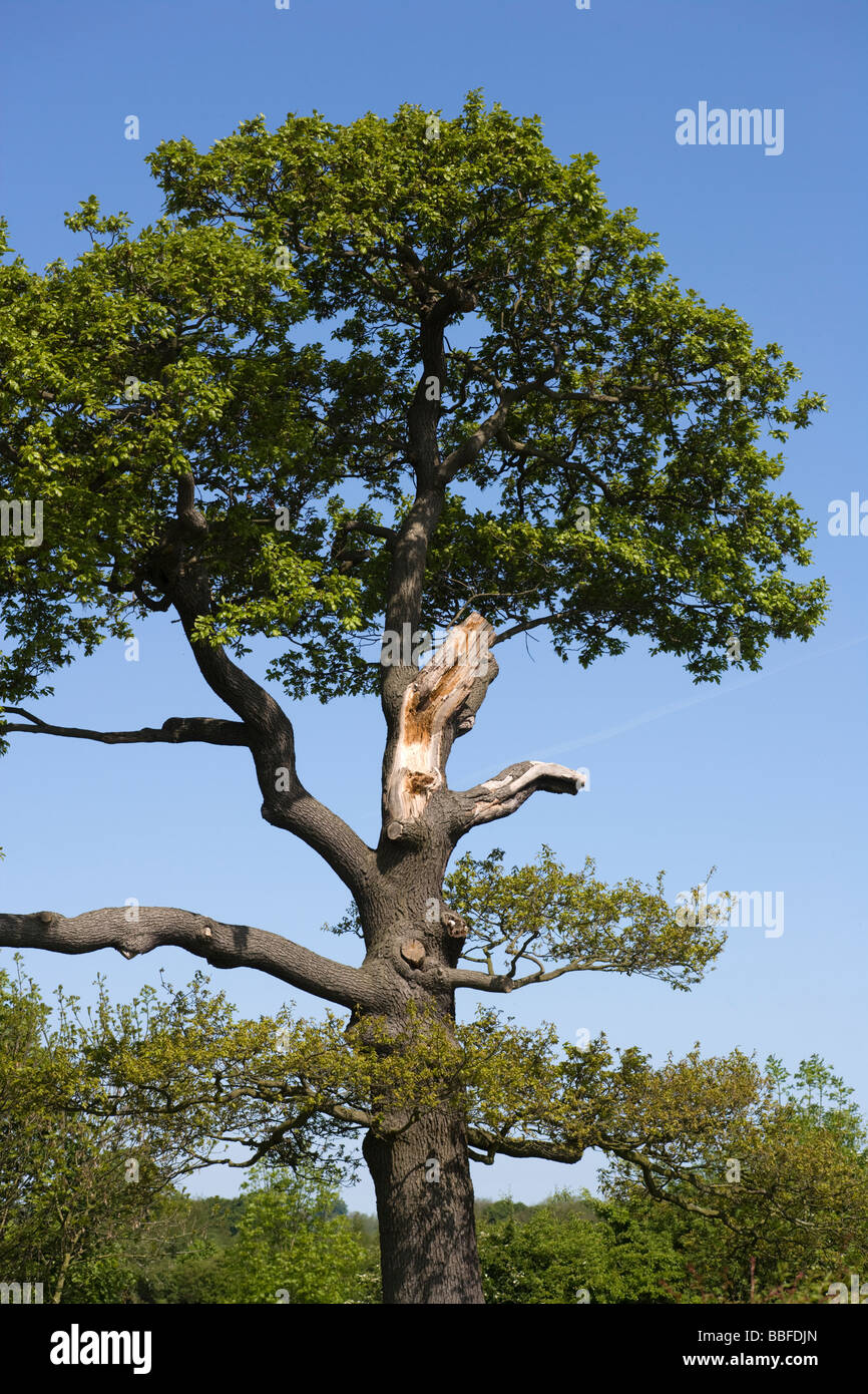 Wind damaged oak tree in summer Stock Photo - Alamy
