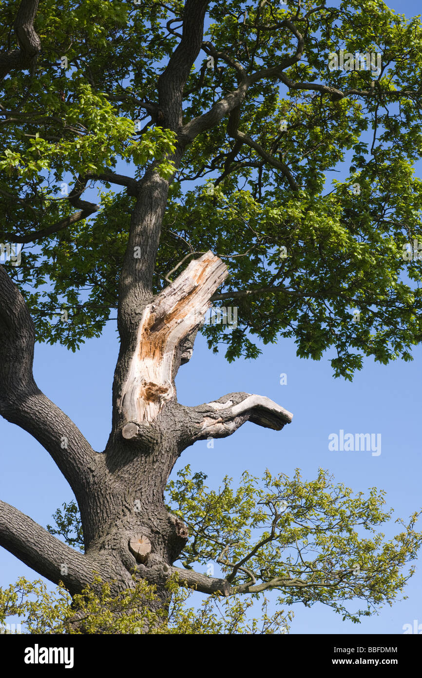 Wind damaged oak tree in summer Stock Photo - Alamy