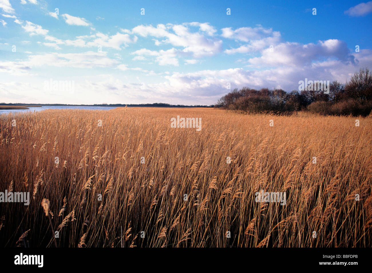 Reed beds wetlands hi-res stock photography and images - Alamy