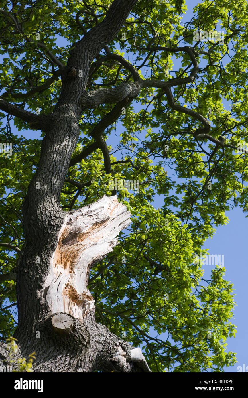 Wind damaged oak tree in summer Stock Photo - Alamy